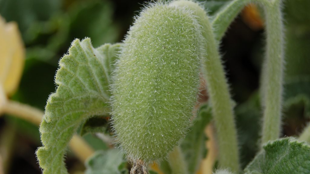 Ecballium elaterium - Cambridge University Botanic Garden