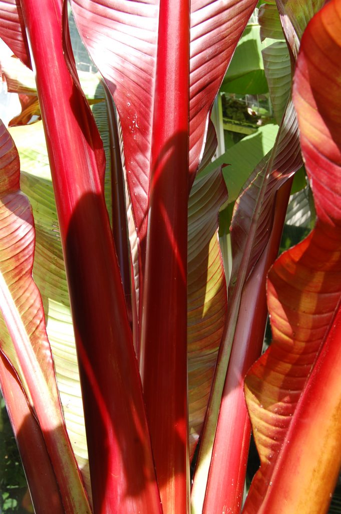 Ensete ventricosum 'Maurelii' - Cambridge University Botanic Garden
