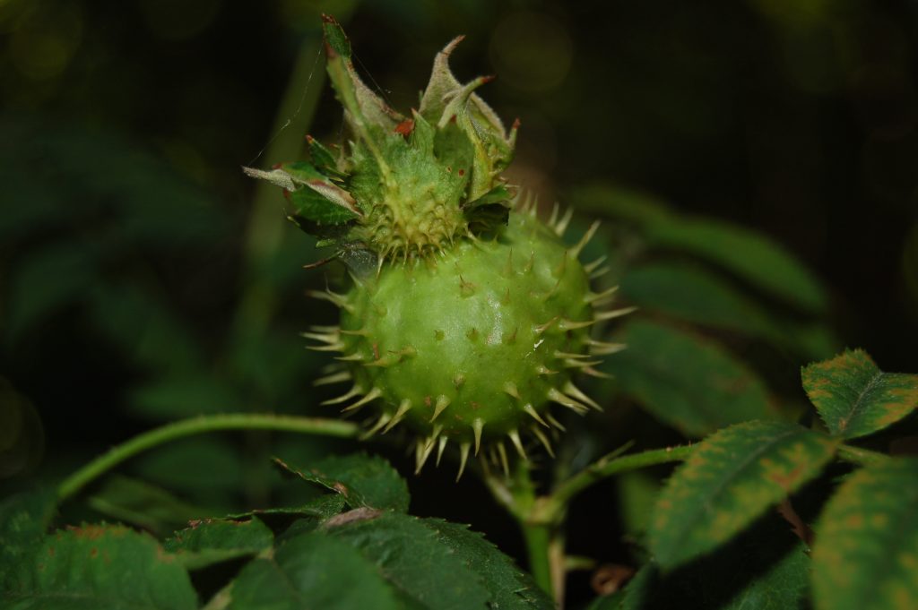 Rosa roxburghii - Cambridge Botanic Garden
