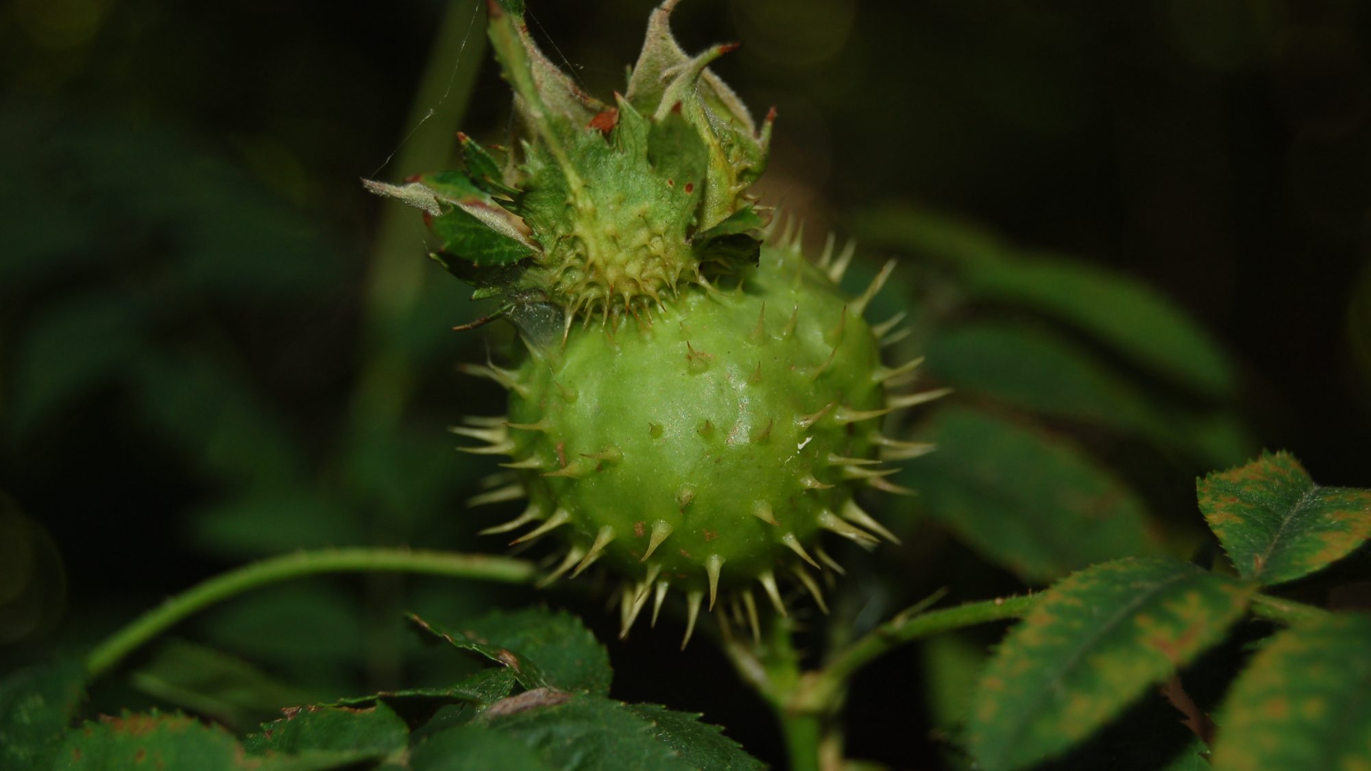 Rosa roxburghii - Cambridge Botanic Garden