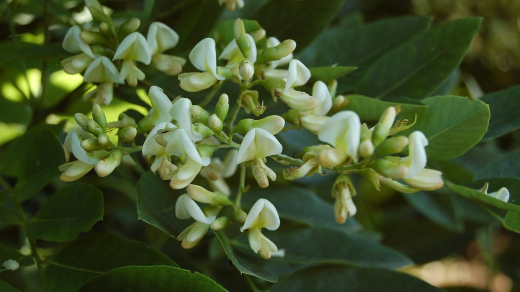 Styphnolobium japonicum - Cambridge University Botanic Garden