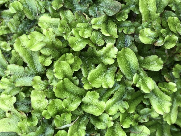 Conocephalum conicum - Cambridge University Botanic Garden