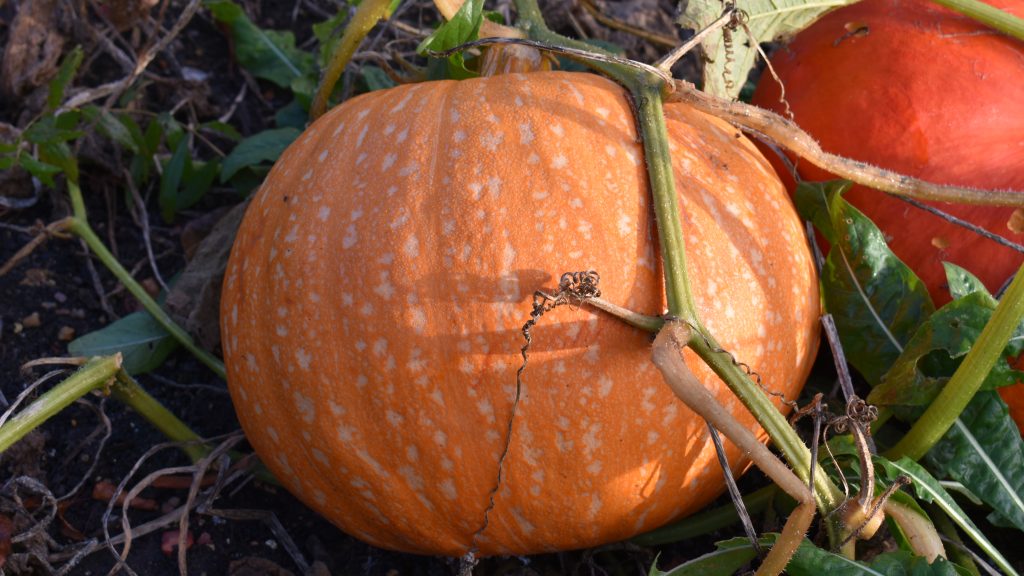 Cucurbita pepo - Cambridge University Botanic Garden