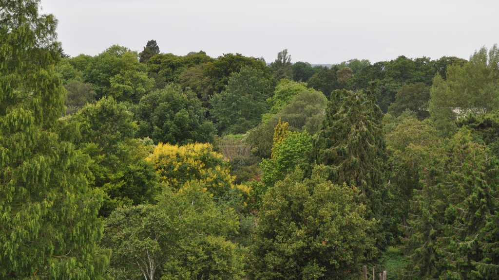 FULLY BOOKED Trees of the Botanic Garden Guided Walk - Cambridge ...