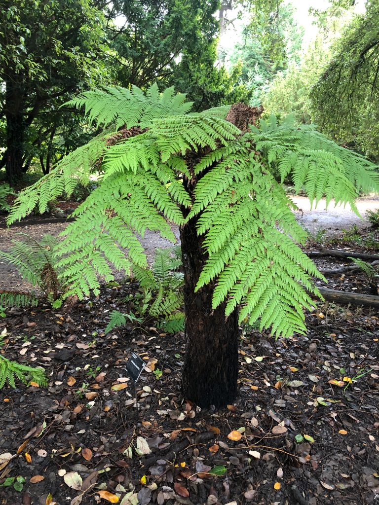 Dicksonia antarctica - Cambridge University Botanic Garden
