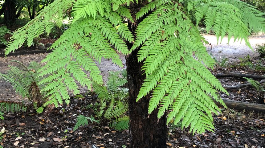 Dicksonia antarctica - Cambridge University Botanic Garden