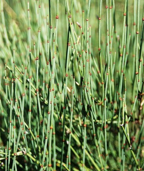 Ephedra viridis - Cambridge University Botanic Garden