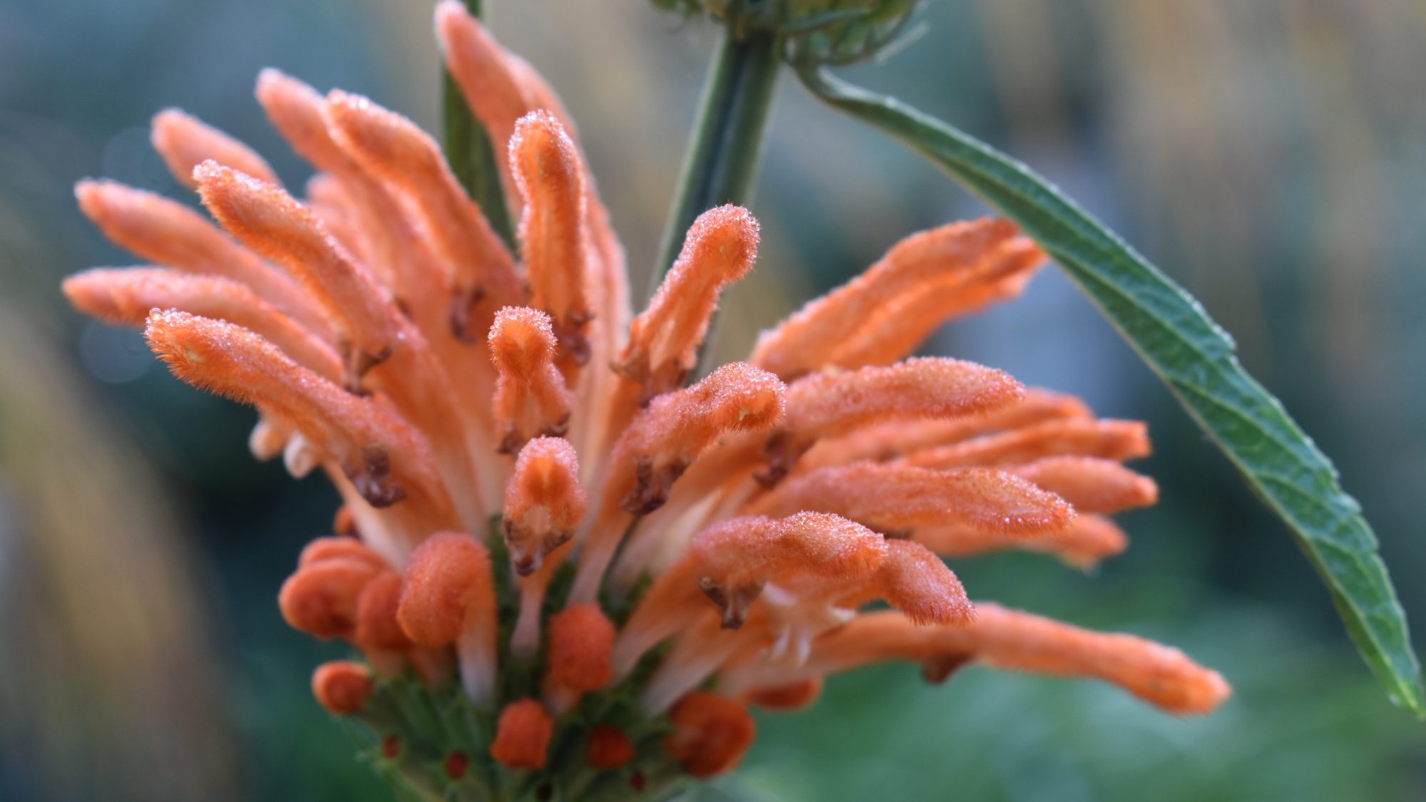 Leonotis leonurus - Cambridge Botanic Garden