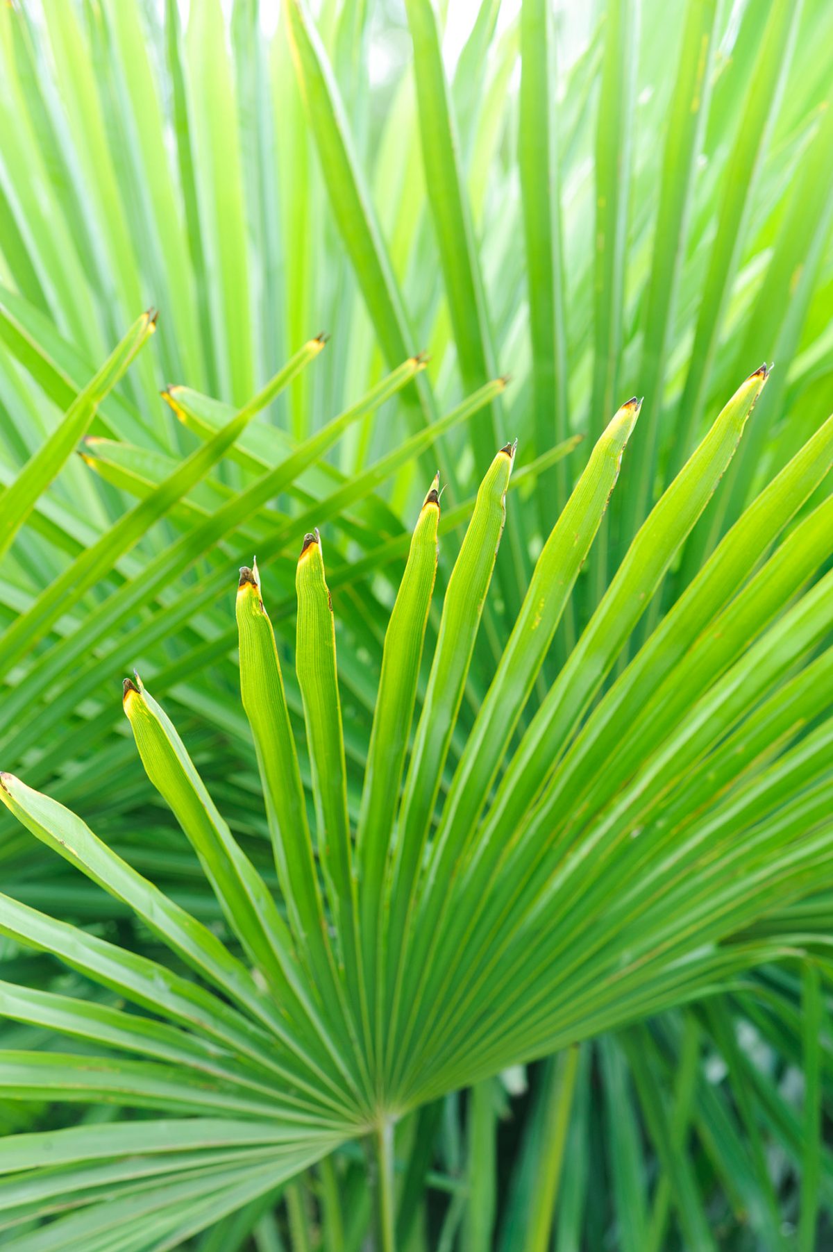 Trachycarpus fortunei - Cambridge University Botanic Garden