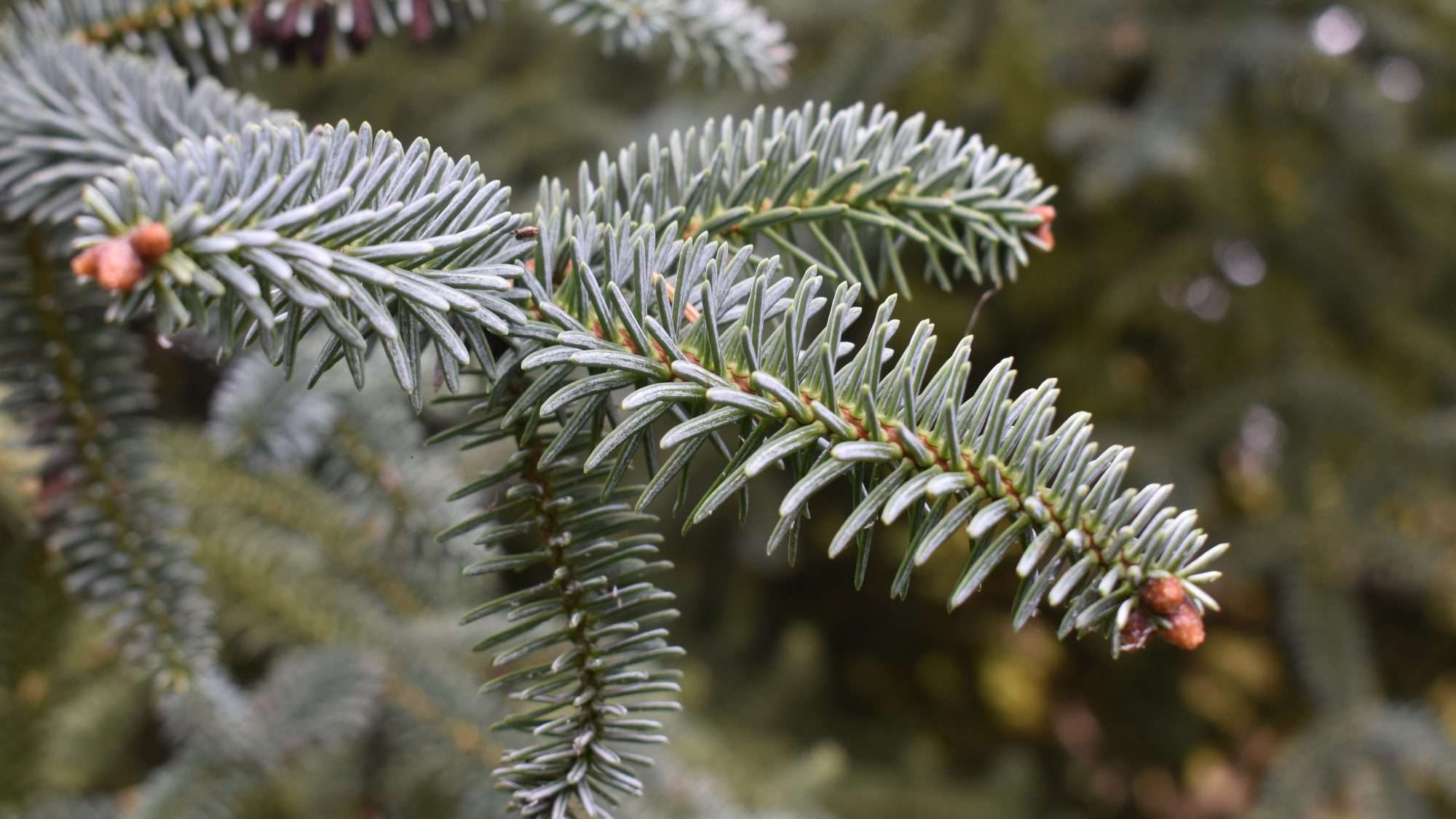 Abies pinsapo - Cambridge Botanic Garden