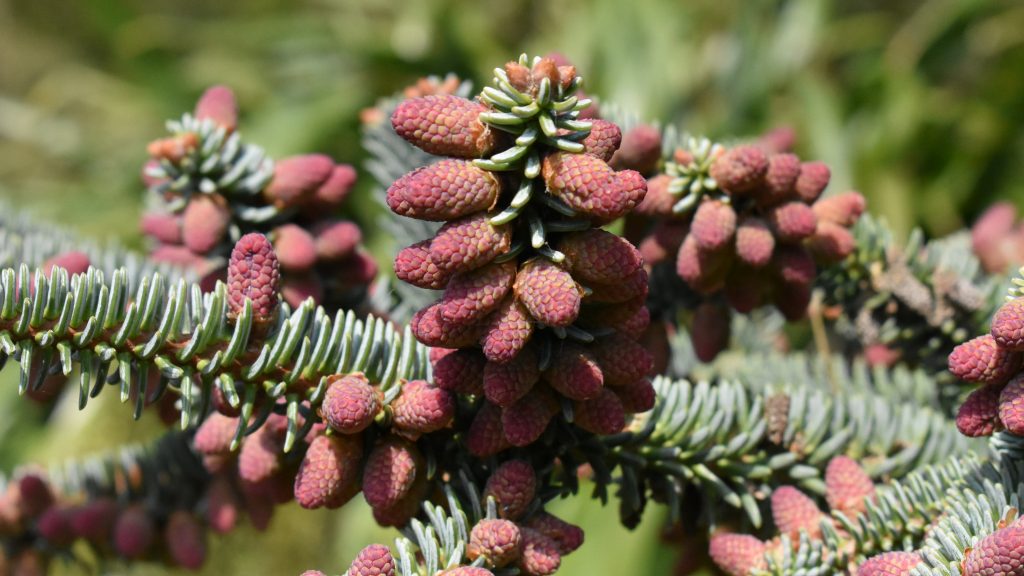 Abies pinsapo - Cambridge University Botanic Garden