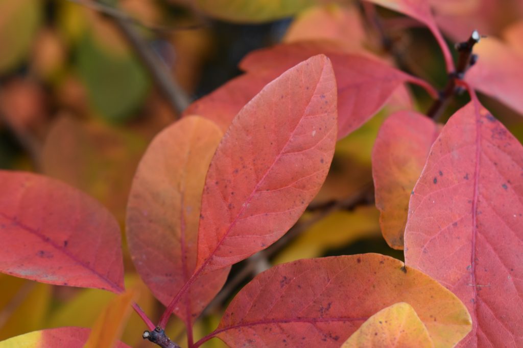 Cotinus coggygria x C. obovatus 'Flame' 19824412 A - Cambridge Botanic ...
