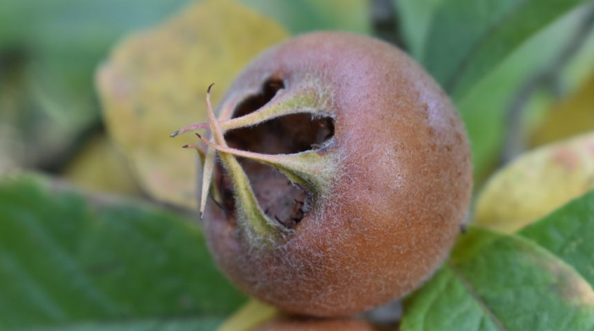 Mespilus germanica - Cambridge University Botanic Garden