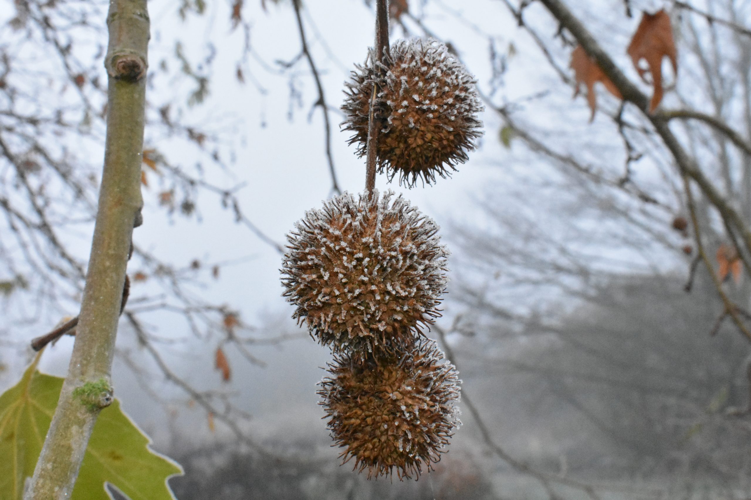Platanus orientalis f. digitata - Cambridge University Botanic Garden