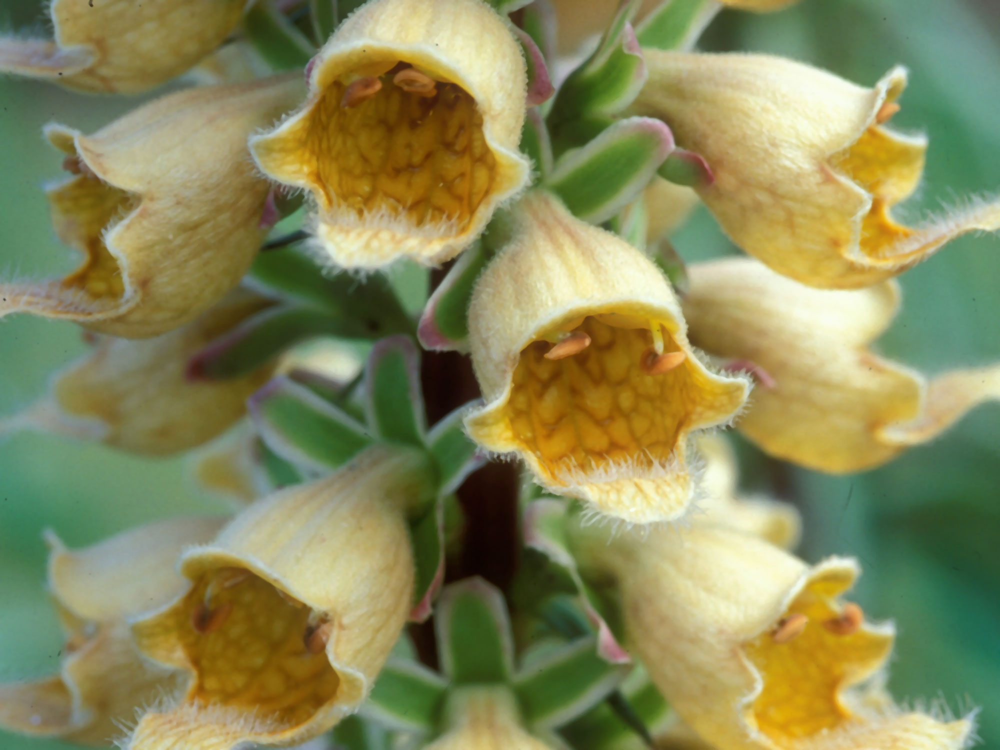 digitalis - Cambridge Botanic Garden