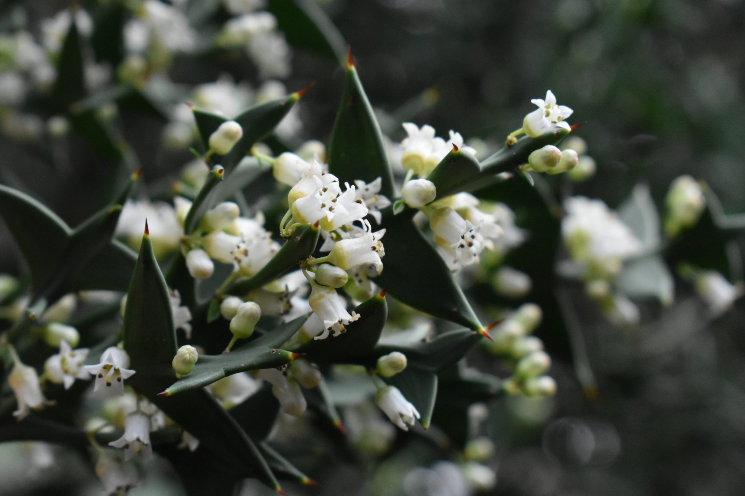 Colletia paradoxa - Cambridge University Botanic Garden