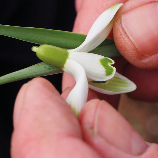 Snowdrops - Cambridge University Botanic Garden