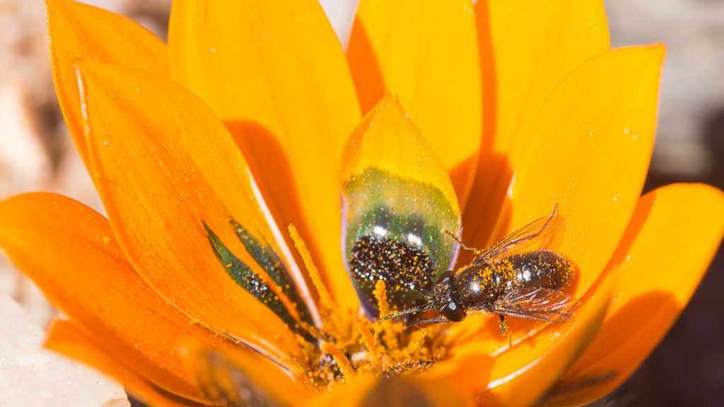 Key Stage 5 Resources Cambridge Botanic Garden Key Stage 5 Resources Cambridge Botanic Garden