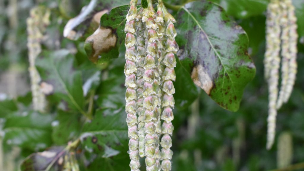 Garrya x issaquahensis 'Glasnevin Wine' - Cambridge University Botanic ...