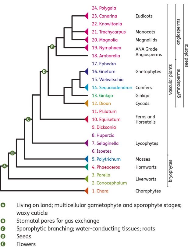 Plant Evolution Trail - Cambridge Botanic Garden