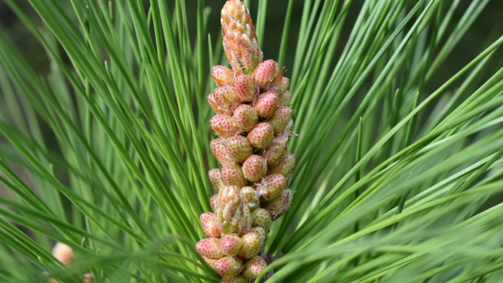 Pinus radiata - Cambridge University Botanic Garden