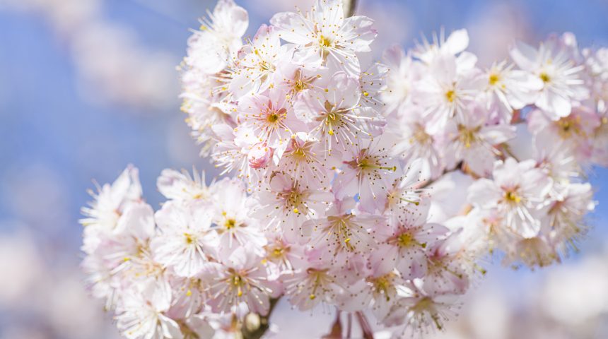 What are spring blooms telling us about climate change? - Cambridge ...