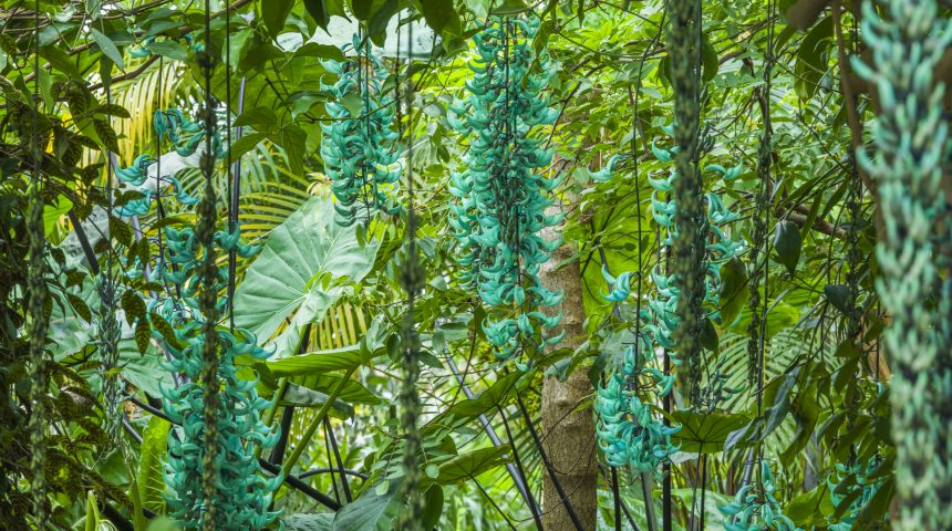 Glasshouse Range - Cambridge University Botanic Garden