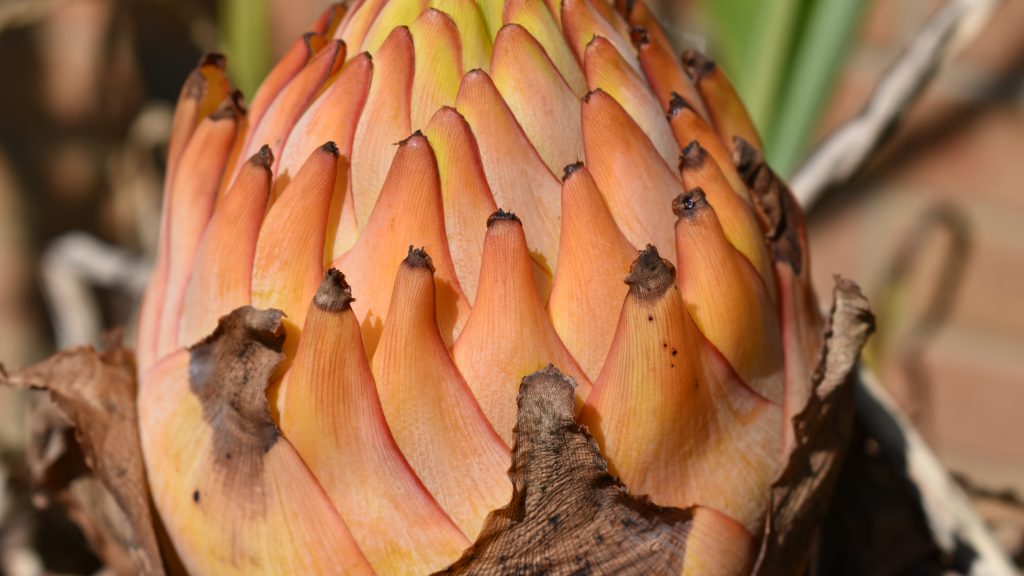 Musella lasiocarpa - Cambridge University Botanic Garden