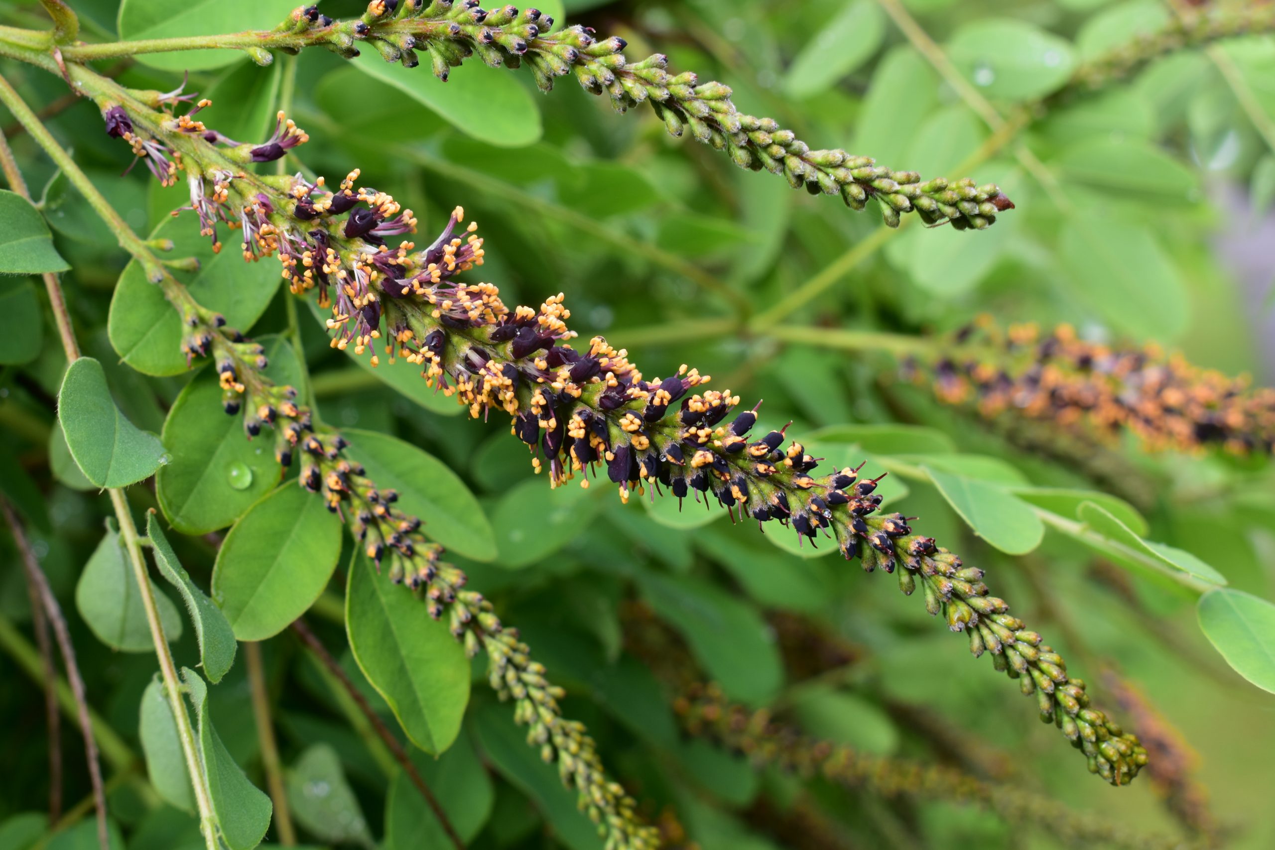 Amorpha fruticosa - Cambridge University Botanic Garden