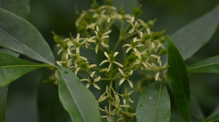 Ptelea trifoliata - Cambridge University Botanic Garden