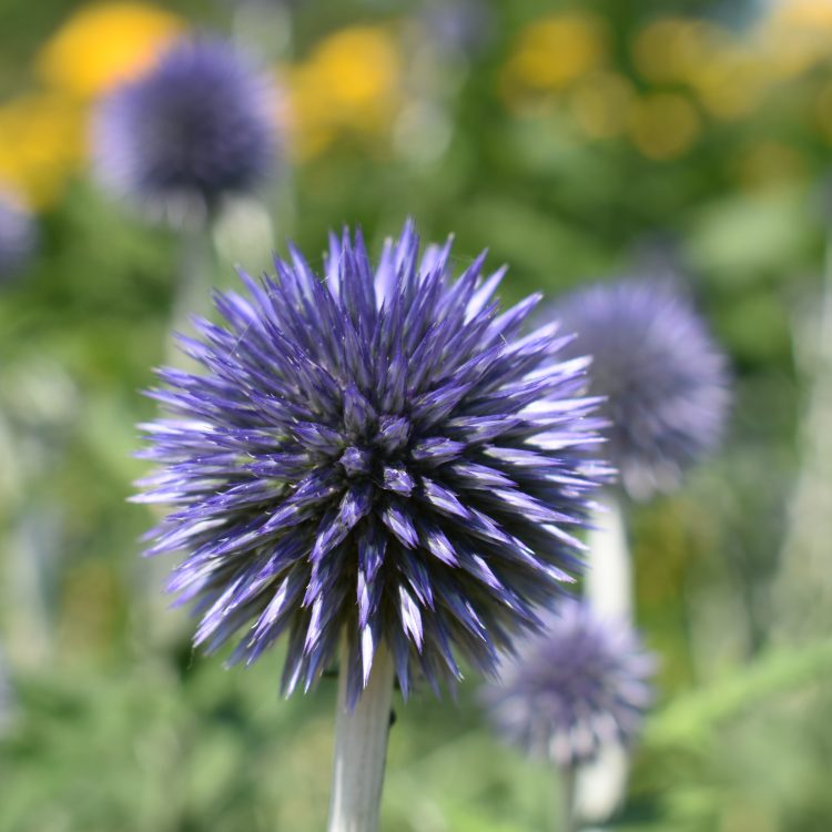 Plant picks of the week - Cambridge Botanic Garden