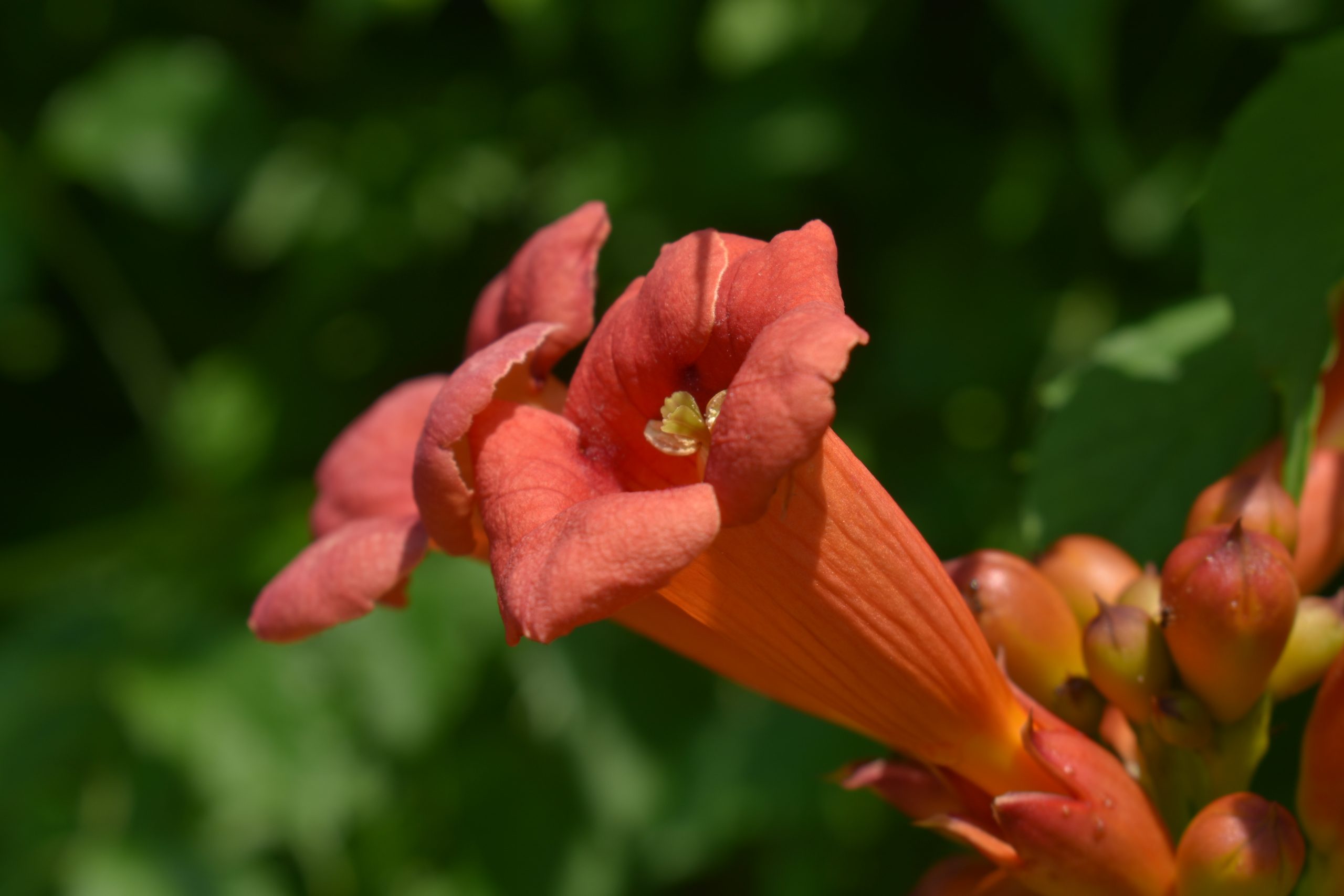 Campsis radicans - Cambridge University Botanic Garden