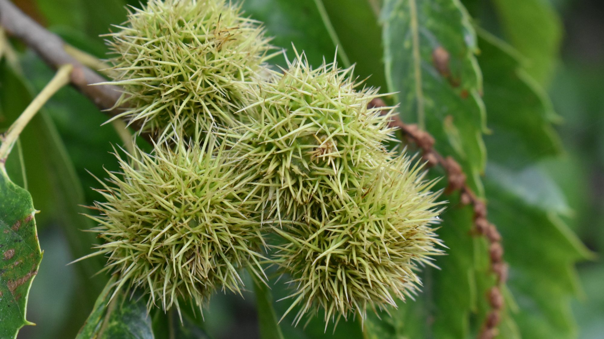 Castanea sativa - Cambridge University Botanic Garden