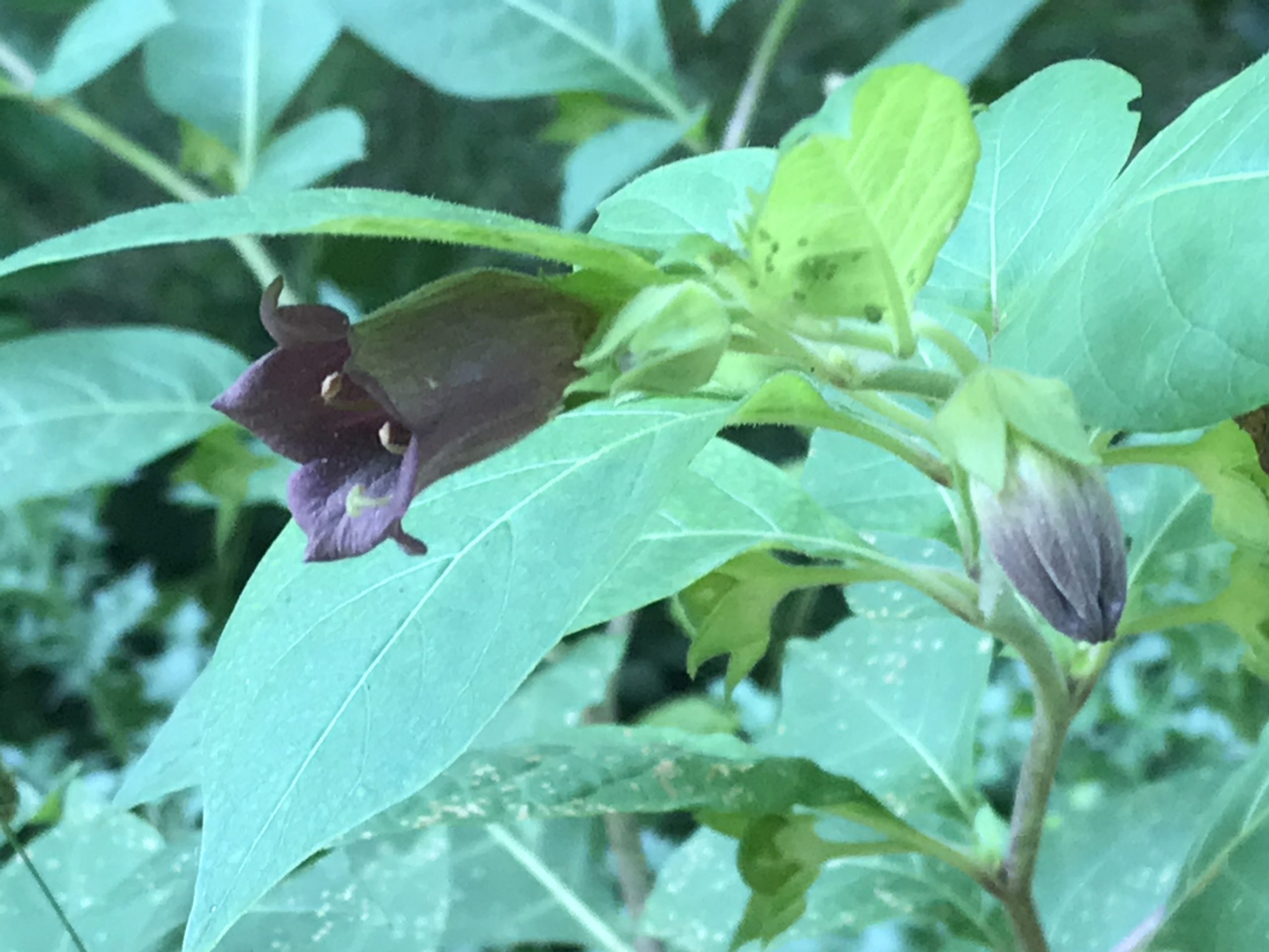 Atropa belladonna - Cambridge Botanic Garden