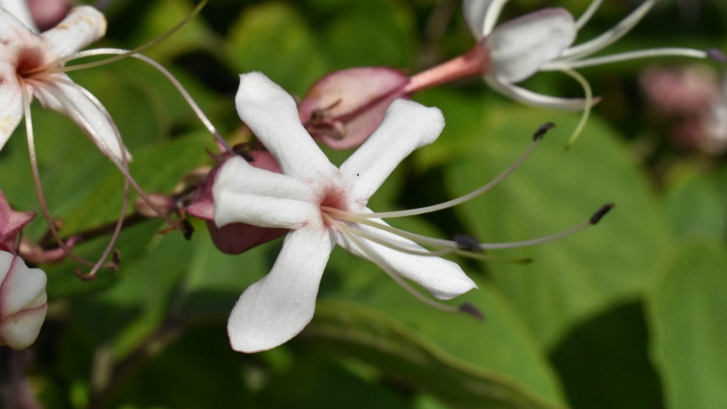 Clerodendrum trichotomum - Cambridge University Botanic Garden