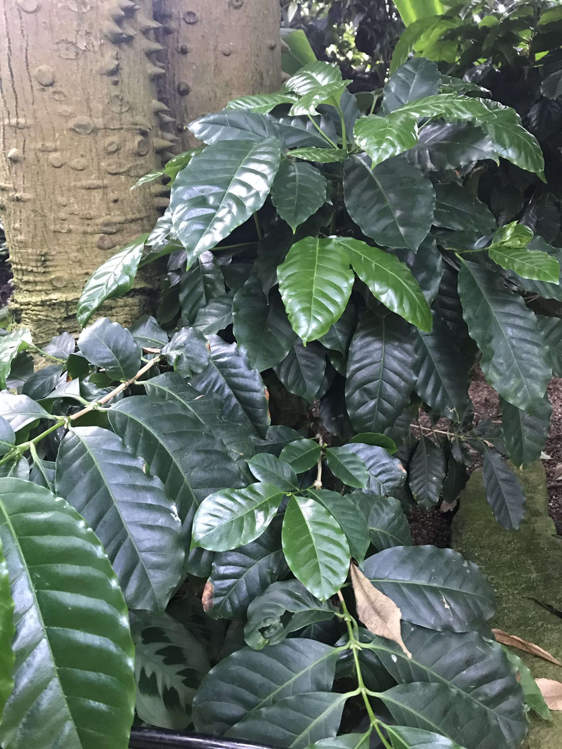 Coffee - Cambridge Botanic Garden