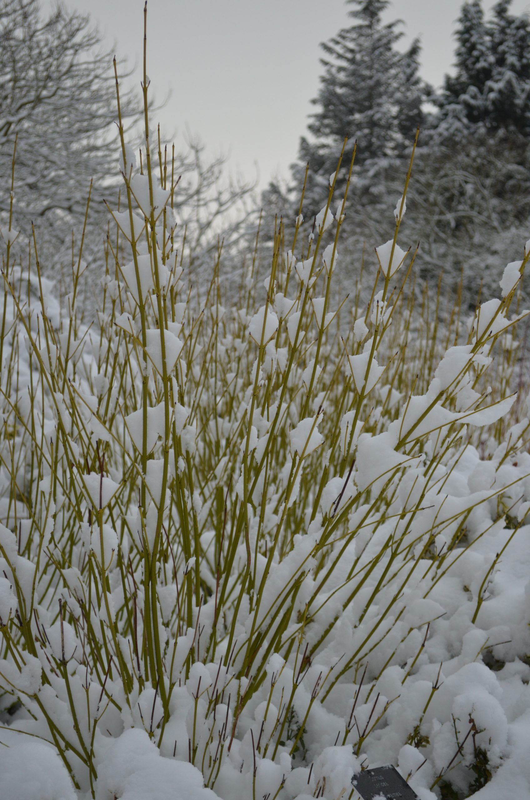 Cornus sericea 'Flaviramea' in the Winter Garden - Cambridge Botanic Garden