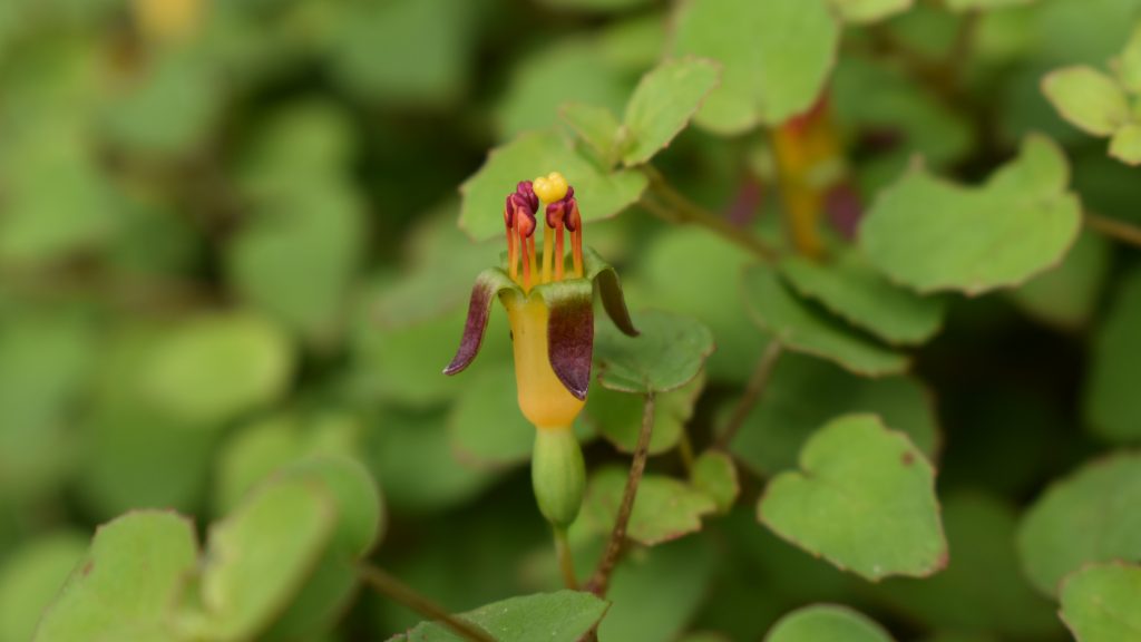 Fuchsia procumbens - Cambridge University Botanic Garden