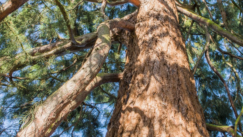 Giant Redwood (Sequoiadendron giganteum) - Cambridge University Botanic ...