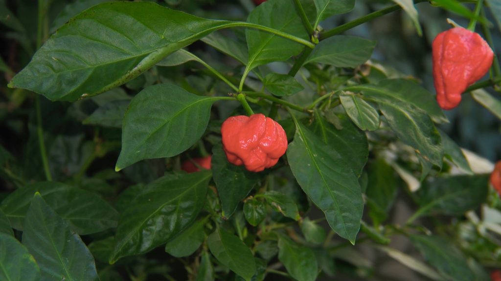 Food, Poison, Medicine - Cambridge University Botanic Garden