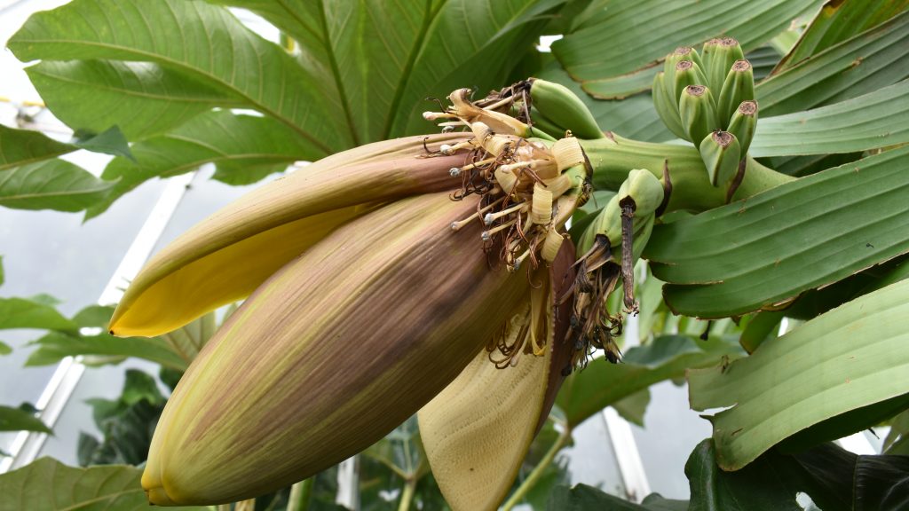 Musa basjoo - Cambridge University Botanic Garden