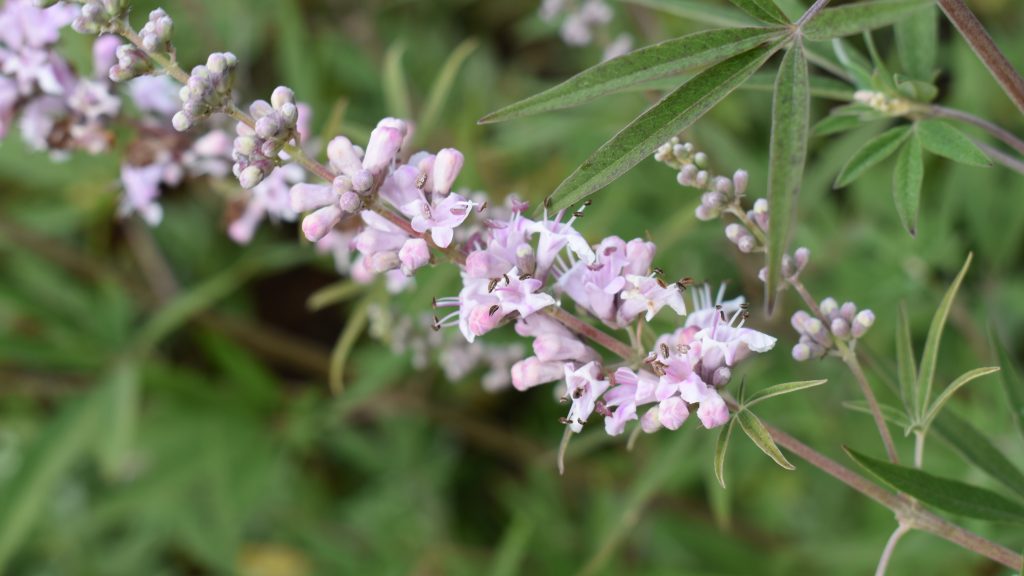 Vitex agnus-castus - Cambridge University Botanic Garden