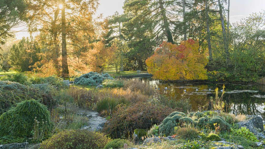 November Garden Clippings - Cambridge University Botanic Garden