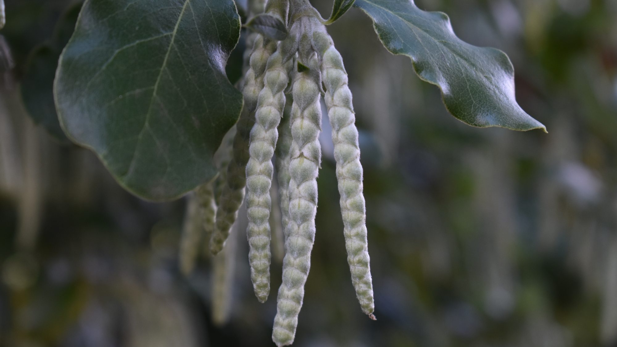 Garrya elliptica 'James Roof' - Cambridge Botanic Garden
