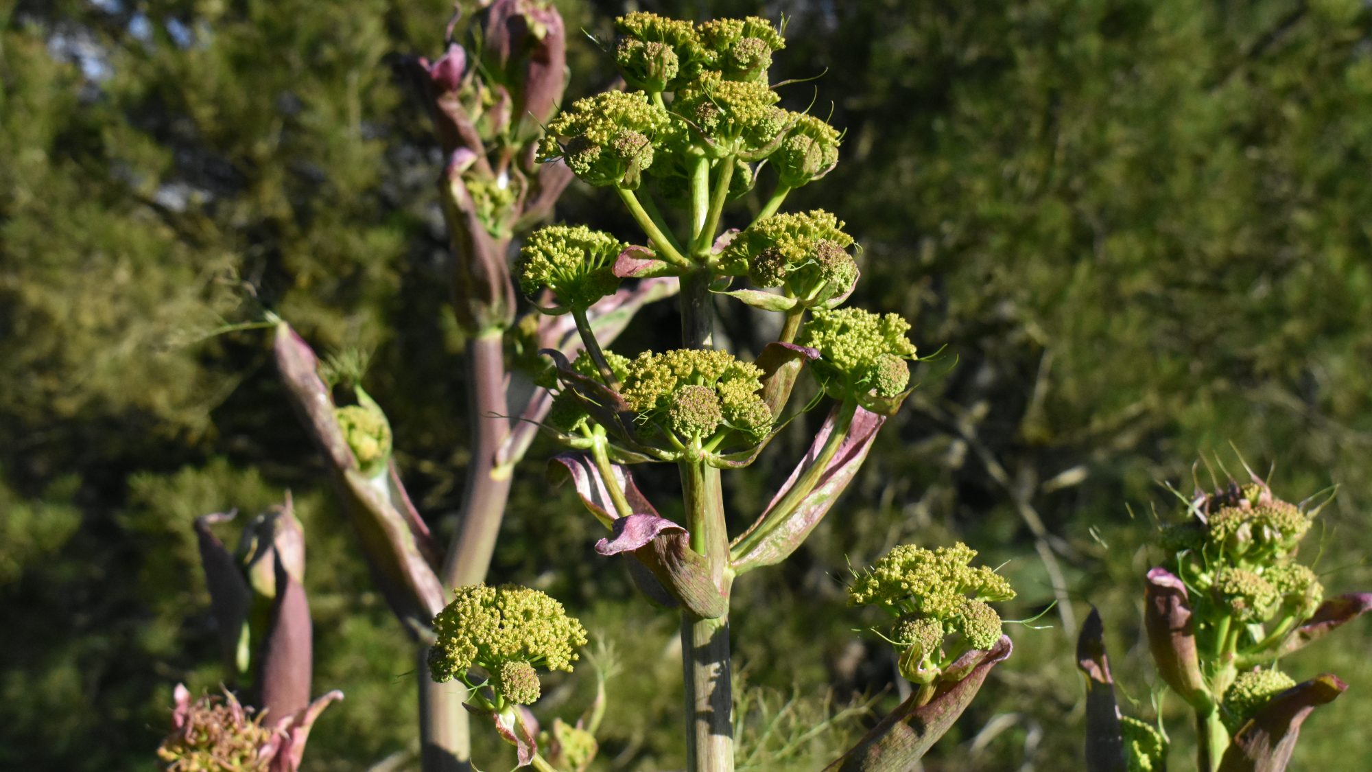 Ferula communis - Cambridge Botanic Garden