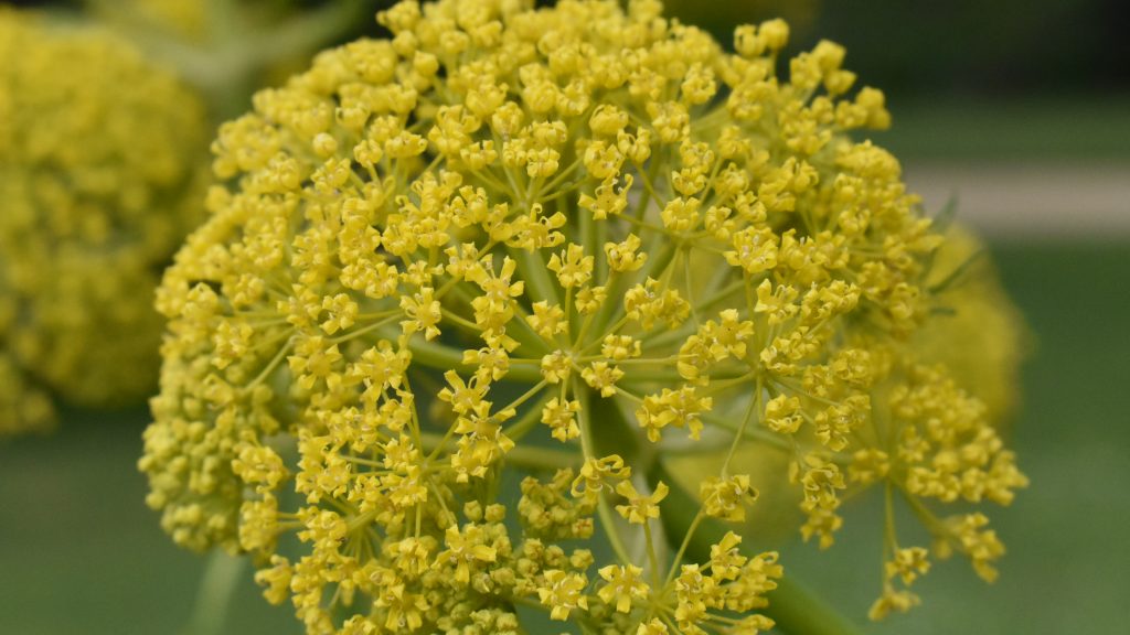 Ferula communis - Cambridge University Botanic Garden