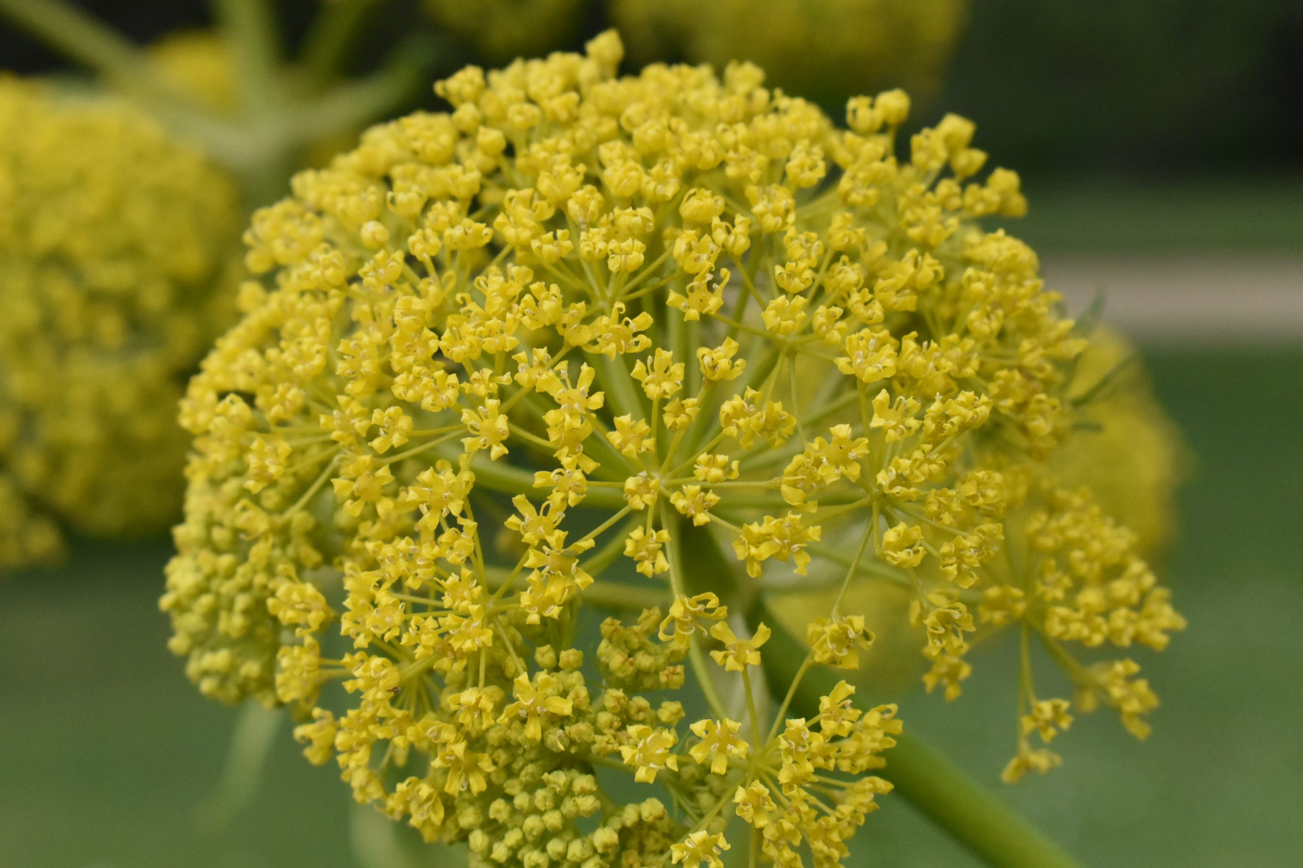 Ferula communis - Cambridge University Botanic Garden