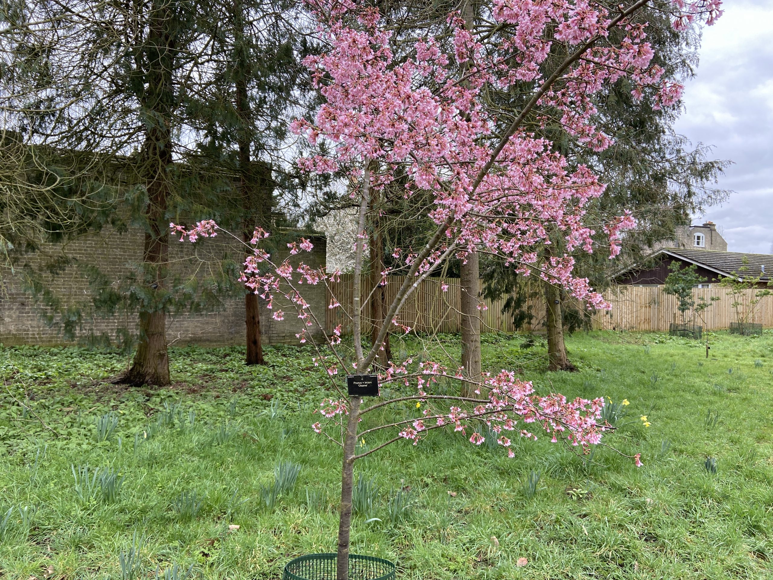 IMG_1244 - Cambridge Botanic Garden