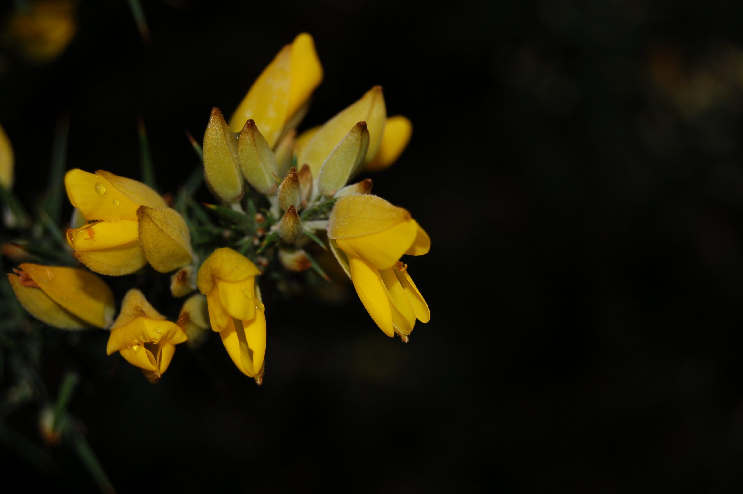 Ulex europaeus 10005098 A (3) - Cambridge Botanic Garden