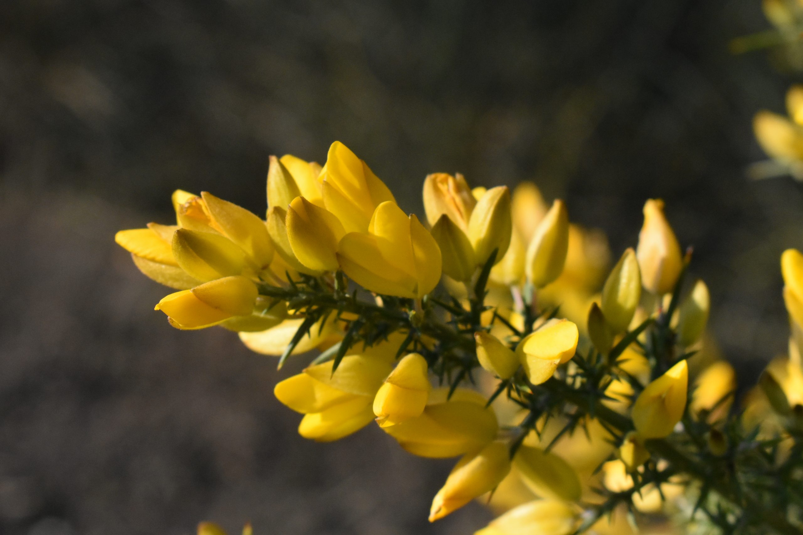 Ulex europaeus - Cambridge University Botanic Garden